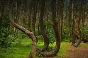 10 most beautiful and unusual trees in the world