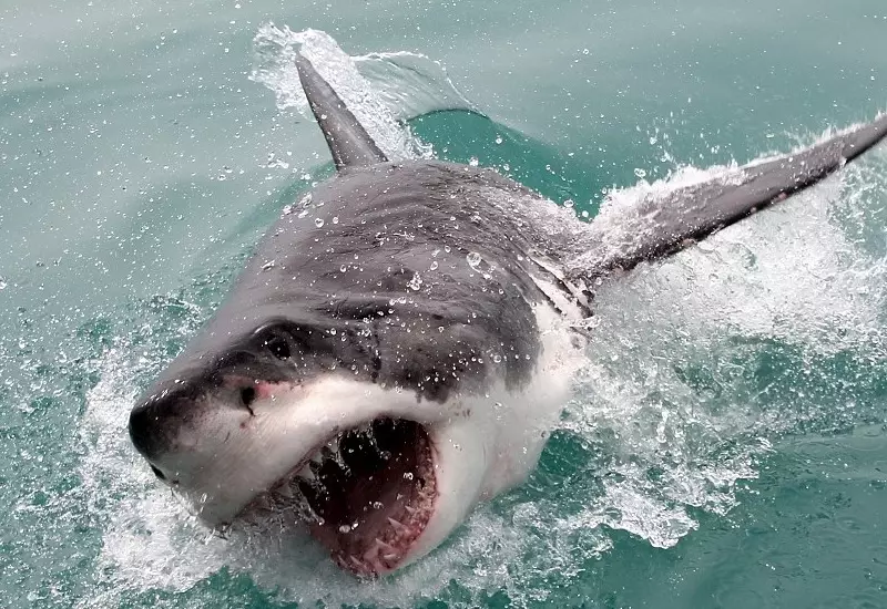 Les requins soignent le SSPT C'est difficile à croire, mais c'est vrai : parfois, les requins ne causent pas de stress sauvage, mais contribuent à son soulagement. A Seattle, sur la côte Pacifique, des marines, des combattants, sont soignés avec des requins. Pas dans l'océan, mais dans une immense piscine spéciale : l'idée est qu'il y a beaucoup de requins en même temps (dans l'océan, ils peuvent s'étaler sur leurs affaires). 96% des Marines se remettent du SSPT. C'est logique : ils sont habitués aux balles, aux éclats d'obus et même aux armes nucléaires, et les requins sont un atout encore plus puissant.