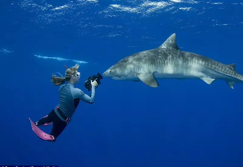 Il y aura moins d'air sans requins. Vous respirez maintenant. Dites merci aux requins. De nombreuses espèces se nourrissent de poissons (tous les requins ne sont pas des prédateurs). Les poissons sont très friands de plancton. Ces créatures microscopiques produisent de l'azote et de l'oxygène. S'il n'y avait pas de requins dans les océans du monde, l'humanité pourrait bien s'étouffer. Dans le Pacifique, les requins sont également très friands de poulpes et de crabes - ils mangent tout ce qu'ils peuvent atteindre. Il y a dix ans, en Tasmanie, des pêcheurs sans scrupules attrapaient trop de requins, et l'effet sur l'écosystème était grand. Depuis lors, il est légalement interdit de pêcher les requins dans un rayon de 100 milles marins de la Tasmanie. Les requins sont essentiels pour équilibrer un écosystème fragile.