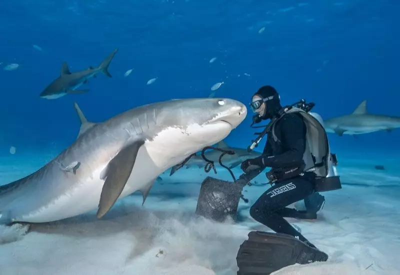 Le requin et les meilleurs amis humains s'attirent-ils? Dans le cas des requins et des humains, peut-être que oui. Le biologiste australien Rick Anderson se fera un plaisir de le confirmer. Il est ami avec le requin depuis plus de dix ans. Tout a commencé avec un "jeu bac à sable" - littéralement sur un banc de sable. Comme les requins ont une mémoire incroyable, elle reconnaît Rick parmi des milliers.