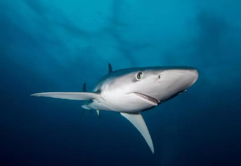 Les requins aident à créer de nouveaux médicaments Les requins ont une physiologie unique. Ce sont des parents des dinosaures. Les médecins ne pouvaient ignorer ces créations inhabituelles de la nature - et voici les résultats : sur la base du sang de requin, un vaccin a été créé contre un accident vasculaire cérébral, ainsi que contre plusieurs virus dangereux pour l'homme. Les essais cliniques (chez l'homme) ne sont pas encore terminés, mais s'ils réussissent, ce sera une véritable avancée.