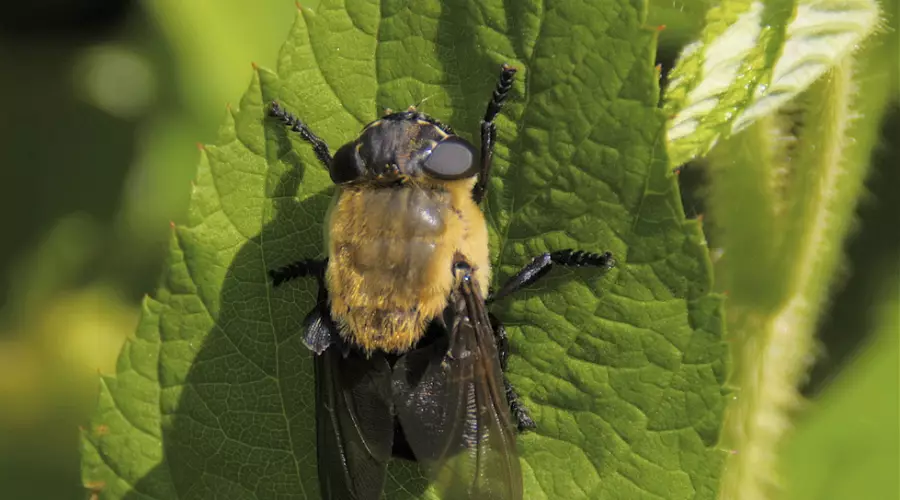 Gadfly Akta dig för ett gadflybett. Dessa äckliga insekter lägger ofta larverna direkt i människokroppen. Larven växer och börjar sluka det omgivande köttet. Du kan bara få det efter operationen.