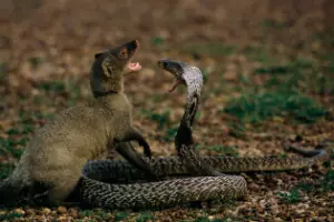 Dagaal ba'an oo u dhexeeya mongoose iyo cobra ayaa laga soo duubay muuqaal