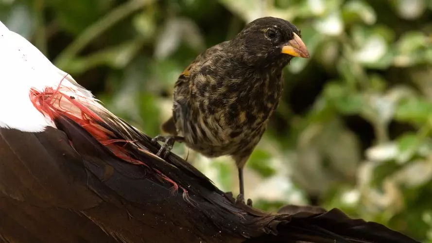 Đảo Sói Đất Finch mỏ nhọn là một vùng đất bị mất tích trong vùng đất hoang bất tận của Thái Bình Dương. Đây là nơi những con chim ma cà rồng kỳ lạ này sinh sống, chọn những con chim lớn hơn để lấy máu của chúng. Với chiếc mỏ sắc nhọn của mình, chim sẻ tạo ra một lỗ trên da của nạn nhân và được bão hòa với độ ẩm cung cấp sự sống, nhờ đó nó có thể sống sót ngay cả trong những giai đoạn bất lợi nhất.