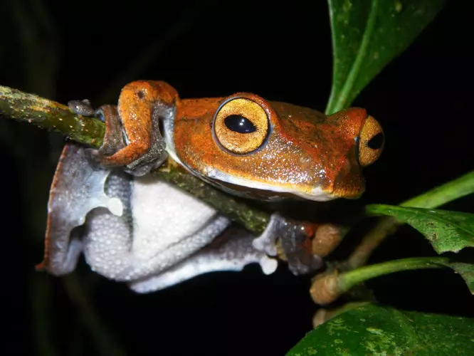 Flying Vampire Frog 不僅是吸血鬼，還是食人族。一隻來自越南南部叢林的飛蛙會生兩次卵：當第一胎的一代在僻靜的地方長大時，雌性會回到那裡進行第二胎。可怕，但新蝌蚪的目的是成為他們哥哥的食物，他們從不幸的生物身上吸取營養。