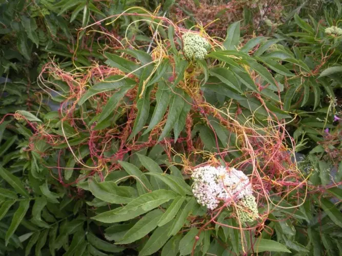 菟絲子 菟絲子是自然界中唯一具有吸血鬼行為的植物。而且，植物的整個裝置非常適合吸收太陽能——她只是更喜歡吸其他生物。菟絲子用特殊的吸盤附著在載體上，從中吸取所有的營養。殺死一個受害者後，菟絲子會休息一會兒，然後去尋找下一個。