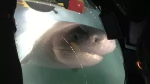 Bathyscaphe vědců se setkal tváří v tvář rozzlobeným žralokům