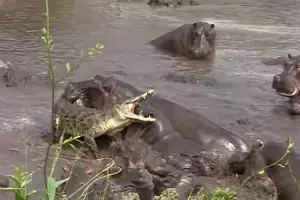 Curva errada: 30 hipopótamos quase rasgaram um crocodilo em pedaços