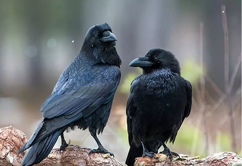 I-Crows Population: eMoscow, malunga ne-1 lamawaka amagwababa amnyama kunye namawaka angamawaka angama-200 amagwababa angwevu Eyona nto iphambili ebantwini: ukulungelelaniswa kwezenzo Unomyayi omnye akanaso isoyikiso esikhulu kumntu omdala, ngaphandle kokuba ukhusela indlwane yakhe. Ingxaki kukuba amagwababa akrelekrele ngokukodwa kwaye anakho, kwingozi encinci, ukuphambukela emhlambini kwaye anike isohlwayo esifanelekileyo kuboni. Umzekelo weklasikhi yinto ebizwa ngokuba yiMassachusetts yokuziphatha kwamagwababa. Kule ndawo yaseMelika, amagwababa ayekhulu kakhulu, kwaye abemi bagqiba kwelokuba babadubule. Emva kweentsuku ezimbini, onke amagwababa azitshintsha izicwangciso zawo zokubhabha kangangokuba babesecicini lemipu, kodwa kancinci kancinci. Umntu unokucinga ukukhathazeka kwabazingeli abangenathamsanqa. Ngaphantsi kobusuku, amagwababa abuyela ebantwini kunye nokuziphindezela kubo ngenkxalabo yabo. Ngethamsanqa, unomyayi yintaka enomdla kwaye edlalayo. Ke, ihlungulu elilawulayo, eliphakanyiswe yindoda, linamathela kuye njengenja ezinikele kakhulu. Ngokubanzi, amagwababa akananto nxamnye nomntu okoko engaphazamisi. Bathanda kakhulu ukuzingela iinjubaqa - hayi ukutya, kodwa ngaphandle komdla wezemidlalo: ukuba uyayikroba itoad esibindini, iyagqabhuka.