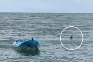 Un enorme tiburón branco atacou a unha rapaza surfista