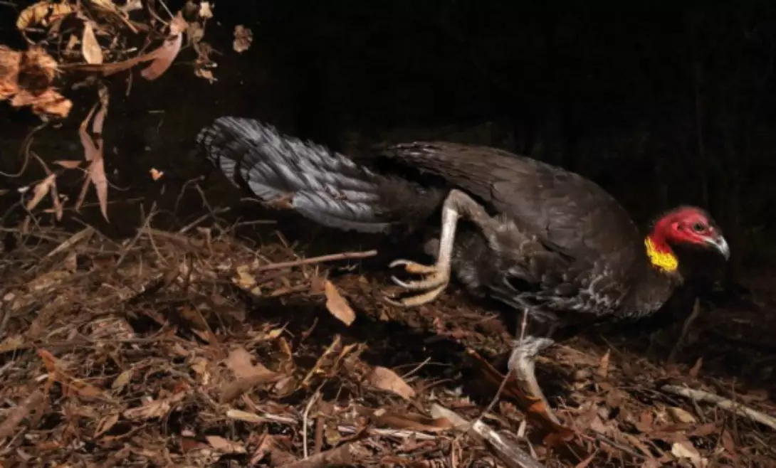 Pemenang kategori Burung Inkubator. Foto menunjukkan kaki semak, yang, tidak seperti burung lain, tidak menginkubasi telur, tetapi menguburkannya di tanah. Heroes Pierce berjaya mengejar detik yang menakjubkan ini.