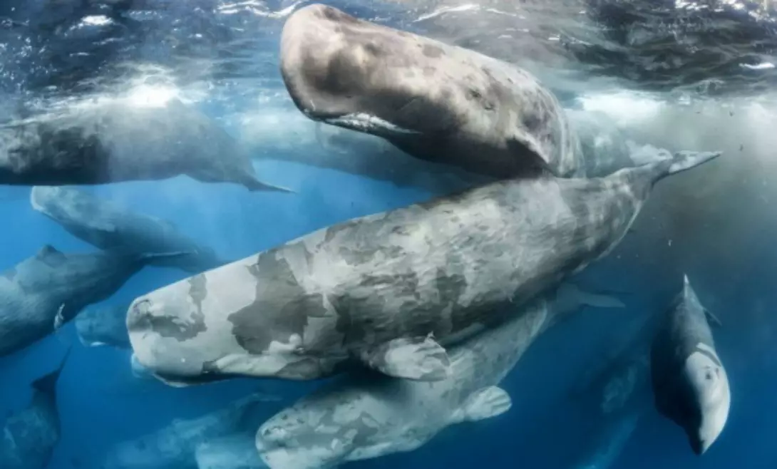 Rencontre des Géants Une photographie de la rencontre de deux troupeaux de baleines mérite vraiment d'être gagnée. L'instantané de Tony Wu a remporté la première place dans la catégorie Comportement : Mammifères.