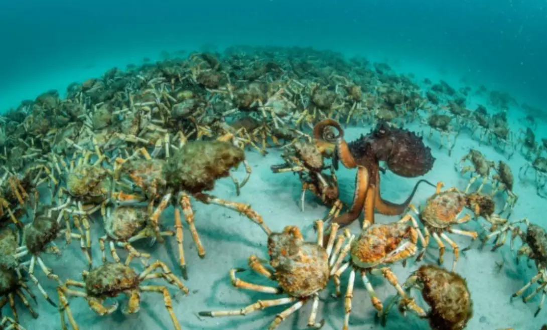 Surpresa de caranguejo Veja esta imagem mais de perto. É como uma guerra de polvos com todo um exército de caranguejos! O australiano Justin Gilligan conquistou o primeiro lugar na categoria Behavior: Invertebrates.