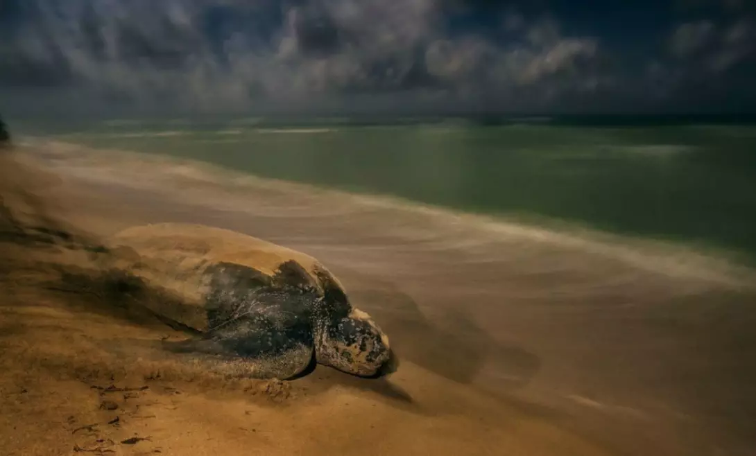 Um antigo ritual Na fotografia, uma tartaruga recém-nascida percorre um antigo caminho da areia ao oceano. O trabalho do fotógrafo americano Brian Skerry ganhou o primeiro prêmio na categoria Behavior: Amphibians and Reptiles.