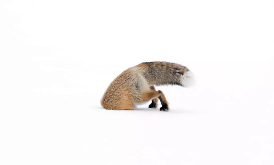 Coincé Vous pensez que seul un photographe professionnel peut remporter un concours prestigieux ? En vain. Cette photo a été prise par Ashley Scully, 13 ans, et a remporté la première place.