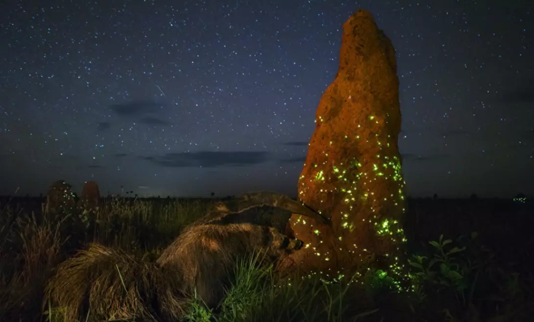 Le photographe brésilien de Night Invader, Marcio Cabral, s'est rendu au parc national d'Emas pour prendre une seule photo. The Night Invader a remporté la première place dans la catégorie Animaux dans leur habitat.