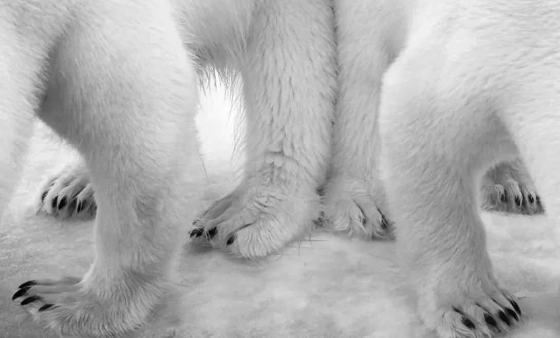 Polar pas de deux ຮູບພາບທີ່ເປັນເອກະລັກຂອງbeີຂົ້ວໂລກນີ້ໄດ້ຮັບລາງວັນທີ ໜຶ່ງ ໃນປະເພດສີດໍາແລະສີຂາວ. ຜູ້ຂຽນ, Eilo Envinger, ໄດ້ໃຊ້ເວລາສອງເດືອນໃນການຖ່າຍຮູບທີ່ຜິດປົກກະຕິດັ່ງກ່າວ.