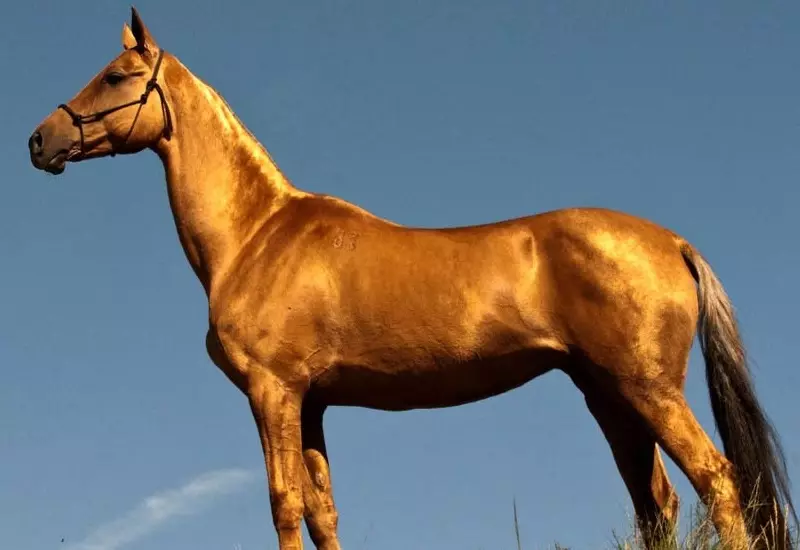 Cavalli d'oro di Batu Khan Secondo la leggenda, due cavalli d'oro con occhi di rubino decoravano il cancello principale della capitale dell'Orda d'oro. Dopo la morte del suo amato cavallo arabo, Khan Batu ordinò di lanciarlo in oro, a grandezza naturale. Come il suo famoso nonno, Gengis Khan, Batu portò il suo amato cavallo in tutte le campagne, ma non lo cavalcò: il dio della guerra accompagnò invisibilmente il khan sul suo veloce cavallo. Ci sono due cavalli perché Batu ha deciso: due statue equestri alle porte della capitale avrebbero un aspetto migliore, e un campanaro russo catturato a Kiev ha lanciato una copia esatta del primo cavallo dal tributo raccolto dai mongoli in un anno. Il successore di Batu, suo fratello Khan Berke, trasferì le statue nella sua capitale, che si trovava nell'attuale regione di Volgograd. Scomparvero sotto Mamai: dopo la battaglia di Kulikovo, l'Orda iniziò a ritirarsi a sud-est e non riuscì a trascinarli lontano. Si ritiene che un cavallo d'oro sia stato sepolto insieme a Mamai, ed è necessario cercarlo in uno degli innumerevoli tumuli funerari delle steppe di Volgograd e Astrakhan. Ma dov'è il secondo cavallo? Nei villaggi cosacchi del Trans-Volga, c'è una leggenda sul rapimento di un cavallo d'oro da parte di un distaccamento cosacco, che gli Aesir catturarono la capitale del khan, ma non riuscirono a trattenerlo e se ne andarono, afferrando la statua d'oro. Era impossibile andare lontano con un tale fardello e i cosacchi, prima di morire per mano dell'Orda, lo nascosero, probabilmente nel fiume più vicino.