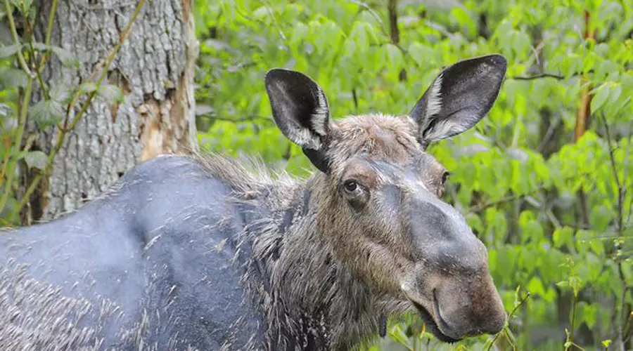 Elk Muz adamlardan aýlanmagy makul bilýär, ýöne howpuň sähelçe alamatynda gaty gaharly bolup biler. Aslynda, aýy aýylara garanyňda adamlara ýygy-ýygydan hüjüm edýär we duşmany toýnaklary bilen urup biler.