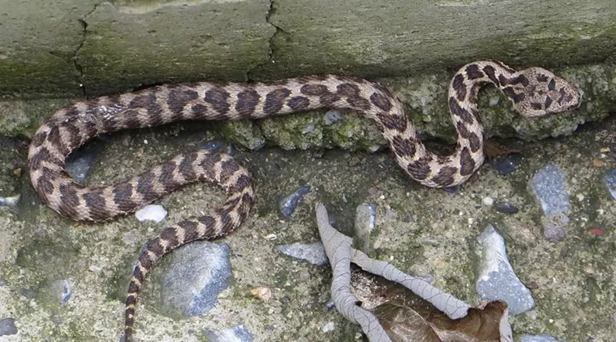 Ŝtona muskatfloro La ŝtona tineo estas membro de la vipura taĉmento kaj ĝia veneno havas la taŭgajn ecojn. La neŭrotoksino agas sur la nerva sistemo, kaŭzante paralizon, kaj la hemotoksino kontribuas al la disvolviĝo de trombozo kaj vasta nekrozo.