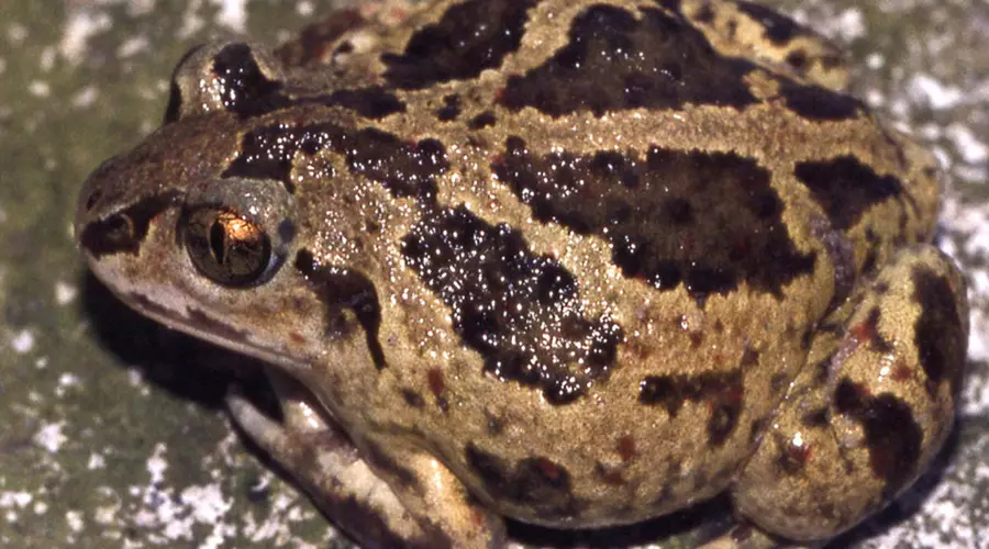 Komuna Ajlo Kompreneble kolizio kun ajlo ne mortigas homon. La muko kaŝita de la bufo estas danĝera por malgrandaj bestoj, kaj granda mamulo povas eliri nur kun grava kemia brulvundo. Kio, vi vidas, ankaŭ malagrablas.