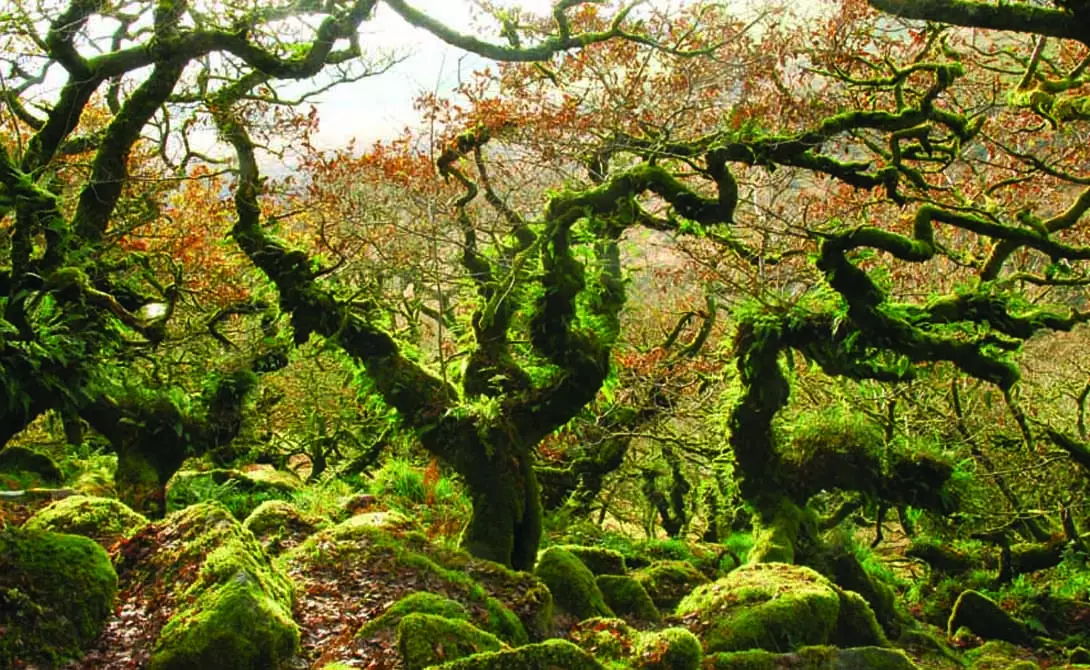 Wystmans Forest Devon, Engeland Die mosbedekte woude van hierdie gebied lyk asof mense dit al duisende jare lank nie deur mense benader het nie. Dit sal nie maklik wees om onder die skaduwee van plaaslike bome te loop nie: die verraderlike mos het gladde en verraderlike rotsblokke onder hom verberg - reisigers breek dikwels hul bene as hulle op soek is na avonture in hierdie woud.