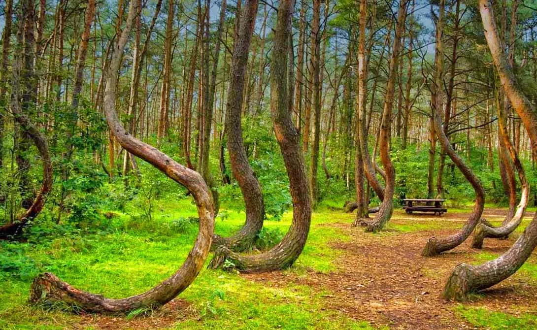 Crooked Forest Polen Dit vreemde bos leek te zijn getroffen door de betovering van een onbekende tovenaar. Alle bomen erin groeien krom - en niemand begrijpt waarom. Er is een theorie volgens welke een bepaalde boer de spruiten speciaal boog om meubels van bomen te maken. Maar waar ging hij dan heen?