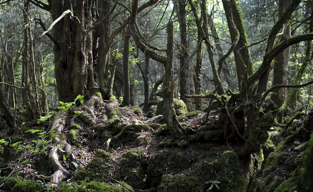 Puzzlewood Gloucestershire, Ingalaterra Zerua ere, Eraztunen Jaunak berak aitortzen du Puzzlewood planetako basorik magikoenetako bat dela. Baso trinko eta goibel hau goroldiozko sustraiez eta zuhaitz zahar garratzez betea dago, erreka zurrunbilotsuen gaineko oinezko zubiak dituena.