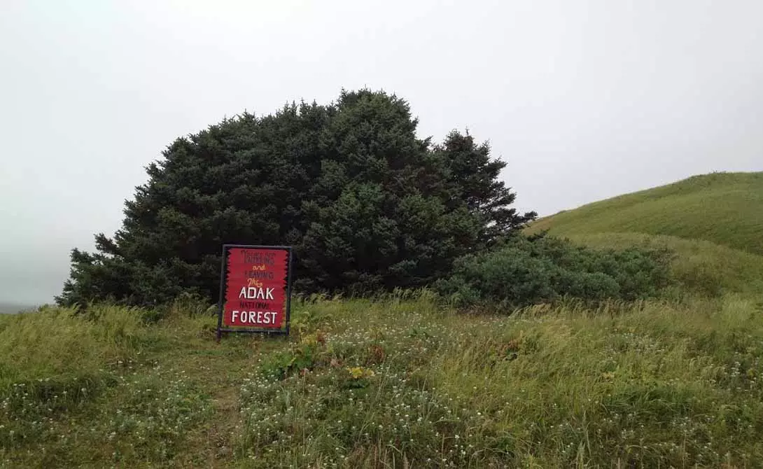 Adak Alaska Hanya tiga puluh tiga pokok: Kebun kecil Alaska ini disebut sebagai taman nasional terkecil di Amerika Syarikat.