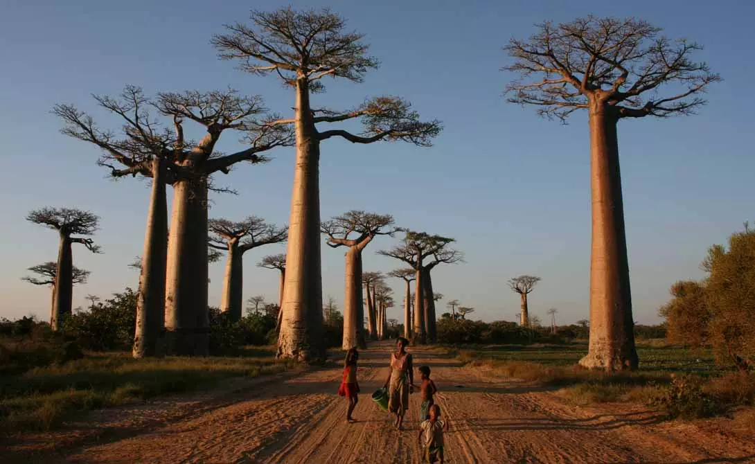 Alley of Baobabs Madagascar Qaar badan oo ka mid ah geedaha maxalliga ah ayaa hore u dhaafay 800 oo sano. Baobabs way dhintaan oo waxaa ku baaba'ay duulaankii barbariyiinta ee dalxiisayaasha - waxaad haysataa waqti aad u yar si aad indhahaaga ugu aragto mucjisada dabiiciga ah ee dhimanaya.