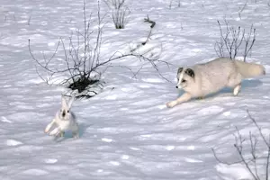 信じられないほどの野生生物の説教者