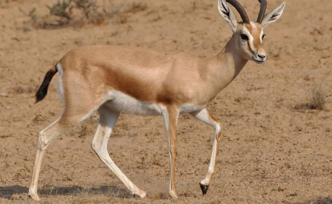 The Dorcas Gazelle Dorcas Gazelle dzīvo Ziemeļāfrikā, no Atlantijas okeāna līdz Persijas līcim. Kā jūs varētu gaidīt, viņi ir pielāgojušies dzīvošanai ļoti sausos apstākļos. Bet tā vietā, lai gaidītu sausumu un tikai tad sāktu uzglabāt ūdeni, šis radījums labprātāk gatavojas problēmām iepriekš. Gazelle zina, kā saglabāt ūdeni organismā un vajadzības gadījumā to iztērēt nelielās porcijās. Sausuma laikā viņa pat nevar urinēt, izvadot visu mitrumu no urīna atpakaļ ķermenī.