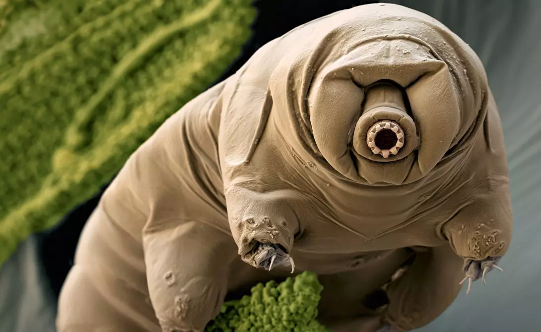 Tardigrade A Tardigrade úgy néz ki, mint egy sumo öltönyt viselő féreg. Ez az apró gerinctelen mindenhol megtalálható, a hegycsúcsoktól az óceáni árkokig. A tardigrád 10 évig elmehet élelem nélkül - és ez csak a töredéke a képességeinek. 2007 -ben egy csoport tudós (flayer!) Egyenesen a világűrbe küldte a tardigrádot. Vákuum, -458 ° F, sugárzás, amely képes tönkretenni egy személyt a másodperc töredéke alatt: találd ki, hogy egyáltalán nem fájt.