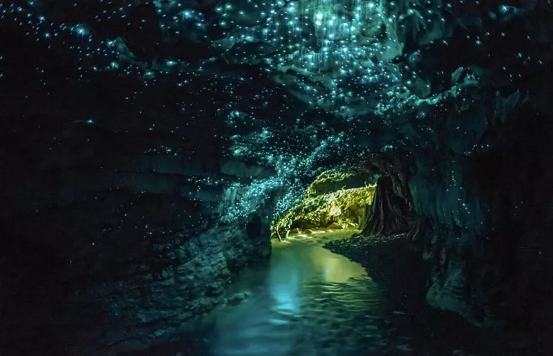 Mga Fireflies, New Zealand Waitomo Caves gipuy-an sa usa ka espesyal nga klase nga fireflies nga nagbag-o sa mga vault sa grottoes ngadto sa usa ka bituonong langit. Ang populasyon sa Arachnocampa luminosa firefly mahimong makita sa kini nga bahin sa kalibutan.