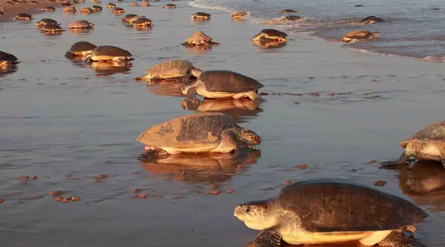 Bãi biển Chandipur Ấn Độ Bãi biển này còn được gọi là vô hình. Vào buổi tối, thủy triều xuống bắt đầu mạnh đến mức đáy lộ ra tới năm km! Rùa bối rối và những con cá xui xẻo nhất vẫn còn trên cát.