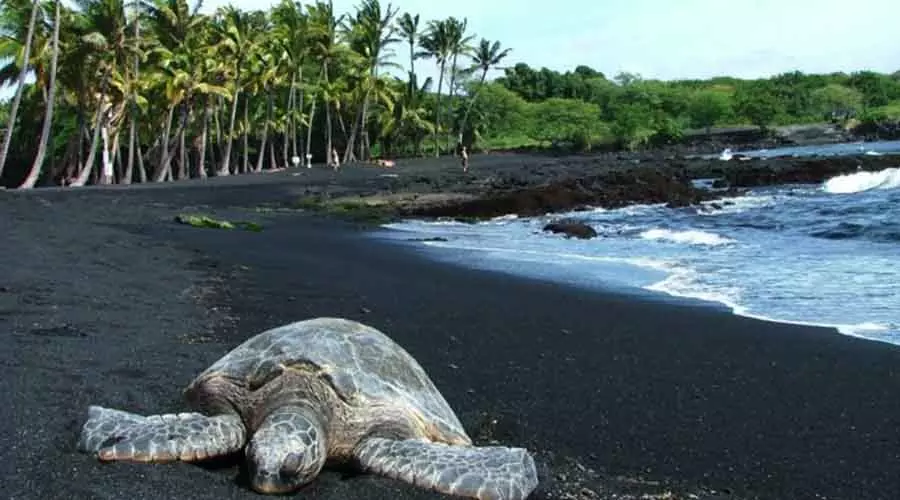 Hawaii Black Beach သဲသောင်ပြင်အနက်ရောင်ရှိသဲသည်မီးတောင်မှဆင်းသက်လာသောကြောင့်ပုံမှန်မဟုတ်သောအရောင်ဖြစ်သည်။ ဤအမျိုးအစား၏အကျော်ကြားဆုံးကမ်းခြေများအနက်တစ်ခုမှာ Hawaiian Punaluu ဖြစ်သည်။ အနက်ရောင်သဲသည်ပုံမှန်ထက်ပိုပူသောကြောင့်၎င်းကိုလျှောက်ရန်အလွန်မပျော်ပါ။