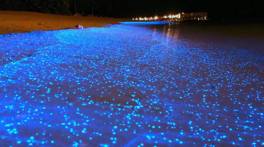 Luminescent Beach Maldives Usa ka daghang mga bioluminescent nga fittoplankton nagtapok sa baybayon sa Maldives. Sa usa ka gabii nga wala’y bulan, ang baybayon nahimo nga usa ka tinuud nga buhat sa arte.