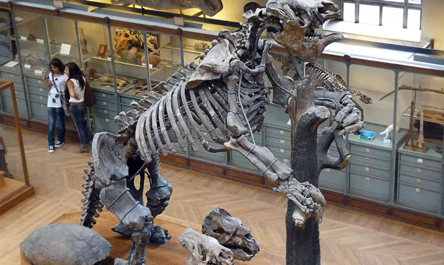 Megatherium Um gênero extinto de preguiças gigantes viveu no Plioceno e no Pleistoceno no território do Sul e em parte da América do Norte de 2 milhões a 8.000 anos atrás. O peso do animal pode chegar a 4 toneladas. Em altura, eles tinham quase o dobro do tamanho de um elefante e seu comprimento era de quase 6 metros. Eles se moviam principalmente nas patas traseiras. A estrutura de seus dentes sugere que eles eram herbívoros, mas alguns cientistas têm motivos para acreditar que as preguiças não negligenciam a carniça e os animais grandes.