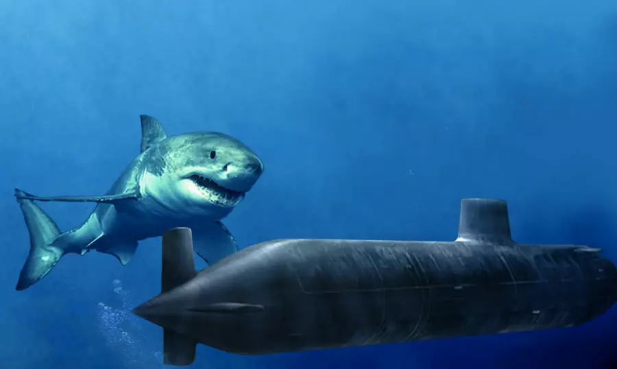 Megalodon Még 28 millió évvel ezelőtt, a késő oligocén és a pleisztocén idején a bolygó egyik legveszélyesebb ragadozója cápa volt. Méretei 16 méter hosszúak voltak, súlya 47 tonna. Becslések szerint a harapási erő elérte a 10,8 tonnát. Más fajokkal ellentétben a megalodon mindenütt jelen volt. Étrendje nagy halakból és cetfélékből állt.