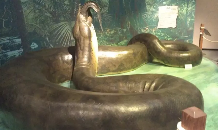 Titanoboa Parente próximo da jibóia, que viveu na região da Colômbia há 58-60 milhões de anos, pesava mais de uma tonelada e chegava a 13 metros de comprimento. A cobra matou a vítima com seu corpo, envolvendo-se em torno dela e apertando os anéis com força.