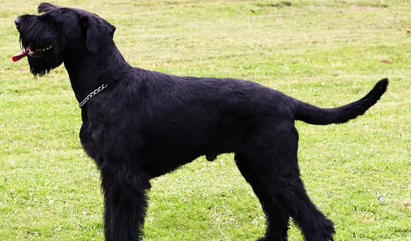 Giant Schnauzer Giant Schnauzer verður tilvalin lausn til verndar landsvæðinu. Rólegur, tilgerðarlaus og öflugur hundur mun auðveldlega takast á við jafnvel nokkra boðflenna. Það getur verið nokkuð erfitt að geyma það í íbúð: án þess að greiða stöðugt mun ull Giant Schnauzers koma yfir til þín bókstaflega alls staðar. Hundurinn hentar vel til þjálfunar og elskar að ganga.