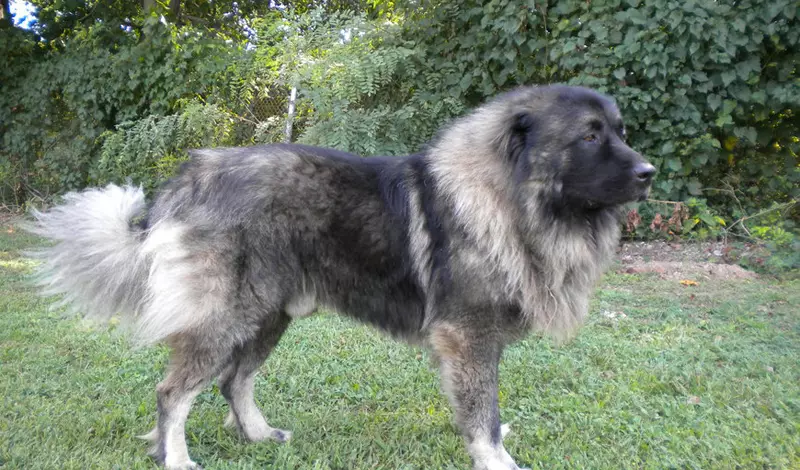 Kavkaski ovčar Veličina kavkaškog ovčara dovoljna je da uljez dvaput razmisli. U malom stanu bijelac će se osjećati nelagodno - a dobrodušni leš, veličine malog ponija, koji će vam uvijek stajati na putu pod nogama, neće dodati udobnost vlasnicima. No, općenito, kavkaski ovčari prilično se dobro prilagođavaju životu u urbanim uvjetima. Glavni uvjet je stalna tjelesna aktivnost i dresura, bez koje pas može postati lijen i razmažen.