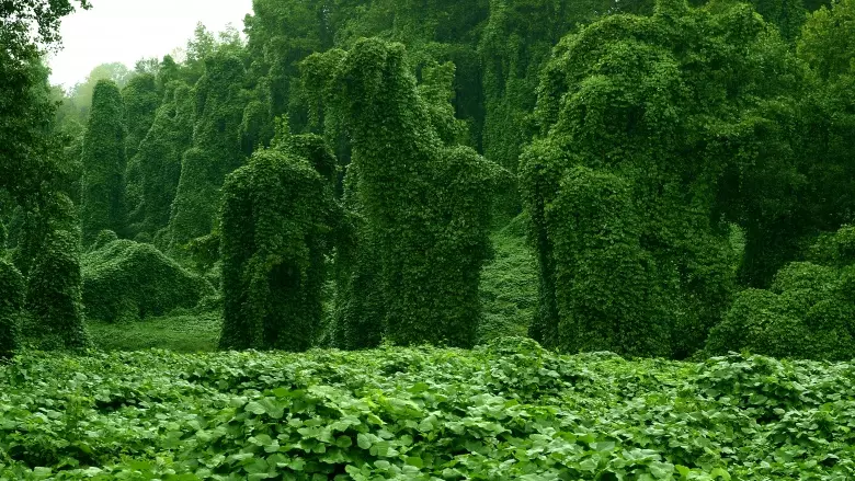 Kudzu Ang bayan ng Kudzu ay Japan, ngunit matatagpuan din ito sa iba pang mga bansa sa Asya. Walang ingat na nagpasya ang mga Amerikano na gamitin ang halaman upang labanan ang pagguho ng lupa at palaguin ito sa mga southern states. Ang mga puno ng ubas ay nagpalakas ng ugat at nagsimulang kumalat sa isang bilis na sa ilang buwan ay naging isang mas malaking problema kaysa sa ilang uri ng pagguho. Lumalaki si Kudzu hanggang sa kalahating metro sa isang araw, ang kaluluwa ay papunta na sa lahat ng makasalubong nito. Iba pang mga halaman, gusali, hayop at tao kung ito ay masyadong mabagal. Ang mga botanista ay desperado na upang makahanap ng isang mabisang paraan upang makitungo sa mas malas na ubas.