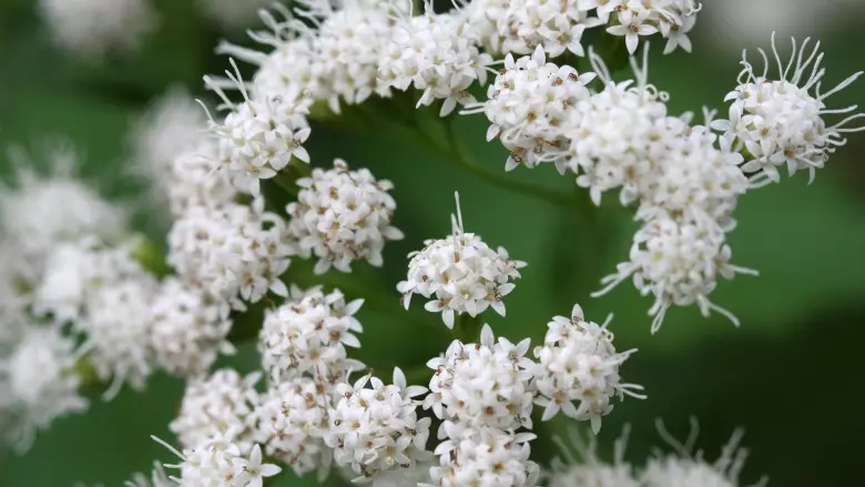 Ageratin is die hoogste In Noord -Amerika is die plant bekend onder 'n meer sprekende naam - slangwortel. Die feit is dat groot vee dikwels op landerye wat met ageratien toegegroei is, teëkom. Die hoë konsentrasie van die tremetol -toksien veroorsaak geen probleme nie, maar vleis en melk na so 'n maaltyd word die sterkste gif vir 'n persoon.