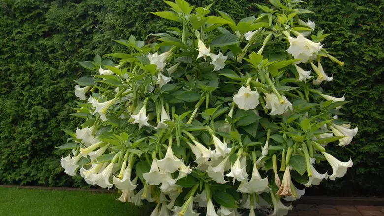 Sneeuwit Brugmansiya Eenvoudig gestel - dronkenskap. Brugmansia -blomme bevat 'n groot hoeveelheid skopolamien, 'n kragtige hallusinogeen. Veral begaafde liefhebbers om na ander wêrelde te kyk, kry dikwels 'n permanente woonplek daar: dit is nie maklik om die geestesgesondheid na skopolamien te herstel nie.