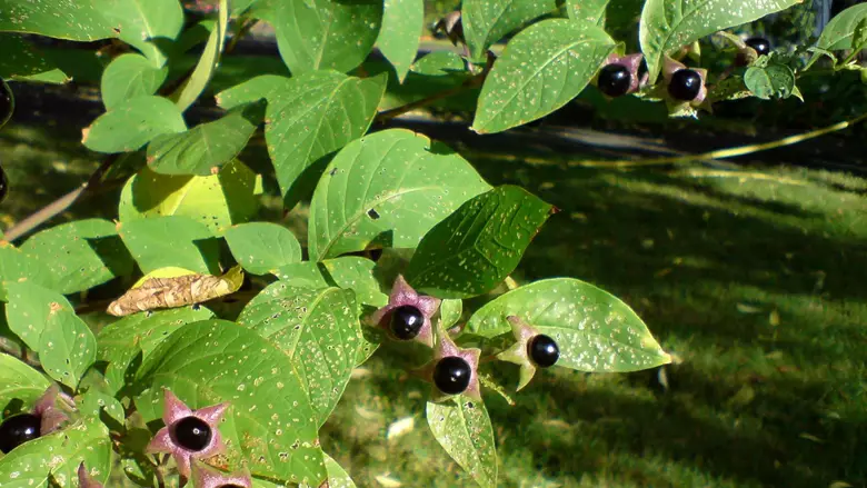 Belladonna Atropine, scopolamine en hyoscyamine is die belangrikste wapens van Belladonna teen diere. Hierdie gifstowwe het 'n verwoestende uitwerking op die sentrale senuweestelsel. Slegs drie bessies is genoeg vir 'n volwassene om nooit weer uit die bos terug te keer nie. Boonop verskyn die effek nie onmiddellik nie. Daar is gevalle waarin die lyer tot drie dae in donker hallusinasies deurgebring het.