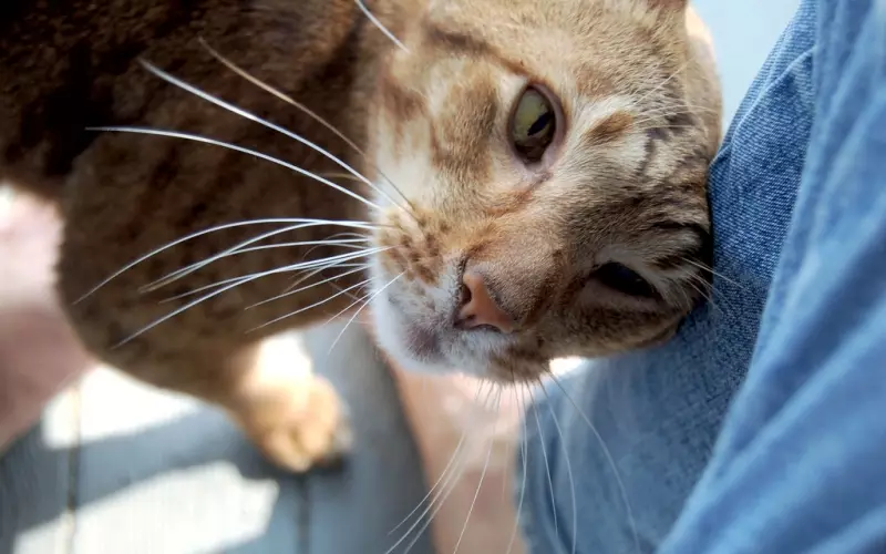 Feline Groeten As jo ​​nei in lange ôfwêzigens thús komme, begjint jo kat tsjin jo te wrijven, en jo tinke dat se wer wat fan jo nedich is. Fansels is dit yn 'e measte gefallen wier, mar tagelyk is dit gebaar in freonlike foarm fan groet, in manier om te sizzen: "Jo binne werom! Ik ha dy mist". De ûndersikers kamen ta dizze konklúzje troch it observearjen fan 'e famyljes fan wylde katten (yn tsjinstelling ta populêr leauwen binne katten net iensum, en, as se wyld rinne, sammelje se yn groepen). As se weromkomme fan 'e jacht, kinne se efkes tsjin elkoar wriuwe of sels de stert op elkoars rêch lizze. Minsklike knuffels komme min ofte mear oerien mei dit gebaar.