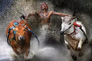 Paku Javi: Insane Horse Racing From Indonesia