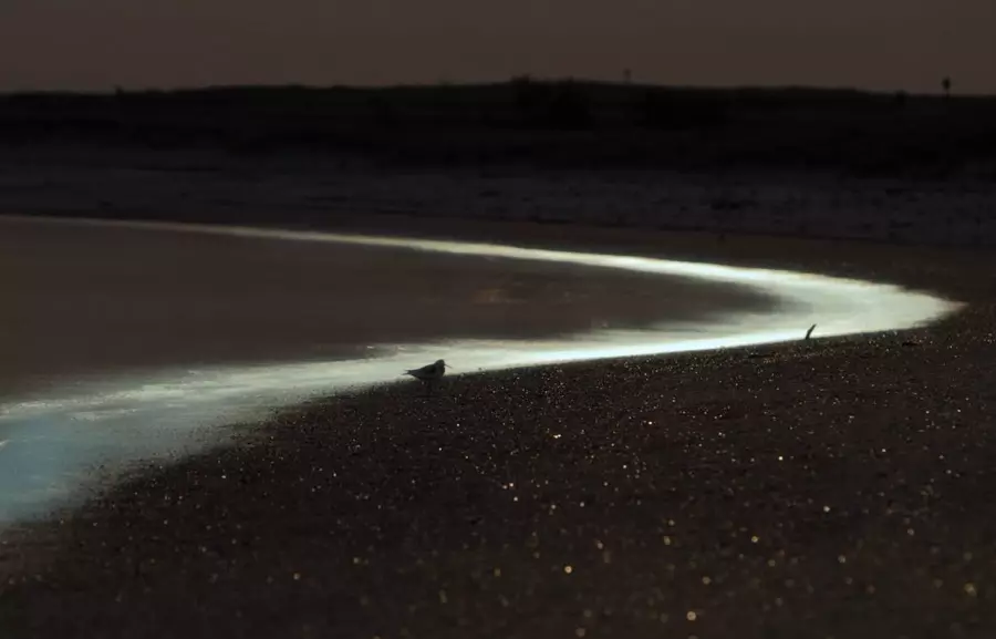 Isole Frisone Orientali, Germania Di notte, l'acqua vicino alla costa delle Isole Frisone Orientali brilla di un bagliore blu-verde dal plancton incandescente.