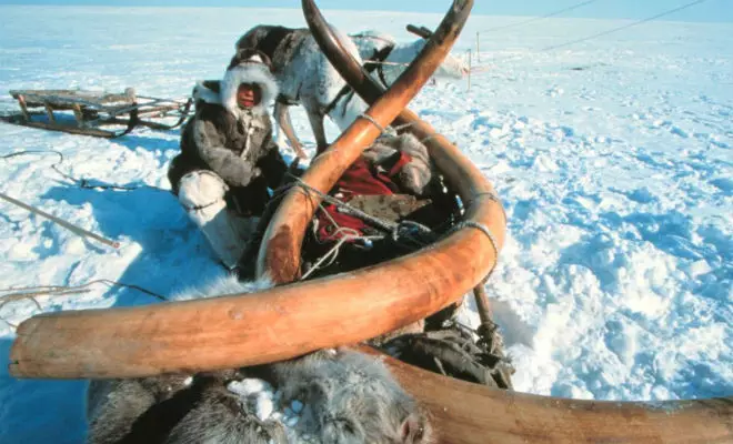 Fenomenet Sibir: der det kaldeste punktet på den nordlige halvkule dukket opp på Russlands territorium